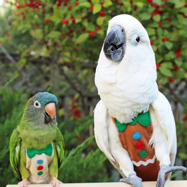 Ginger Bird FeatherWear FlightSuit™ - Avian Fashions