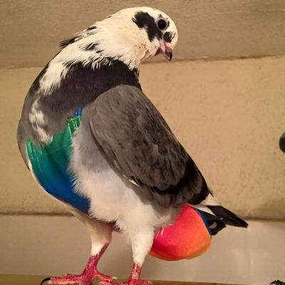 CableKnit Pigeon Series FeatherWear FlightSuit™ - Avian Fashions